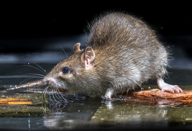 Rat Removal Sterling, Rats in Attic, Exterminator, Damage Repair, Clean